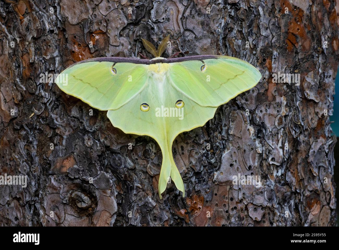 USA, Washington State, Sammamish. Luna silk moth lime green with long ...