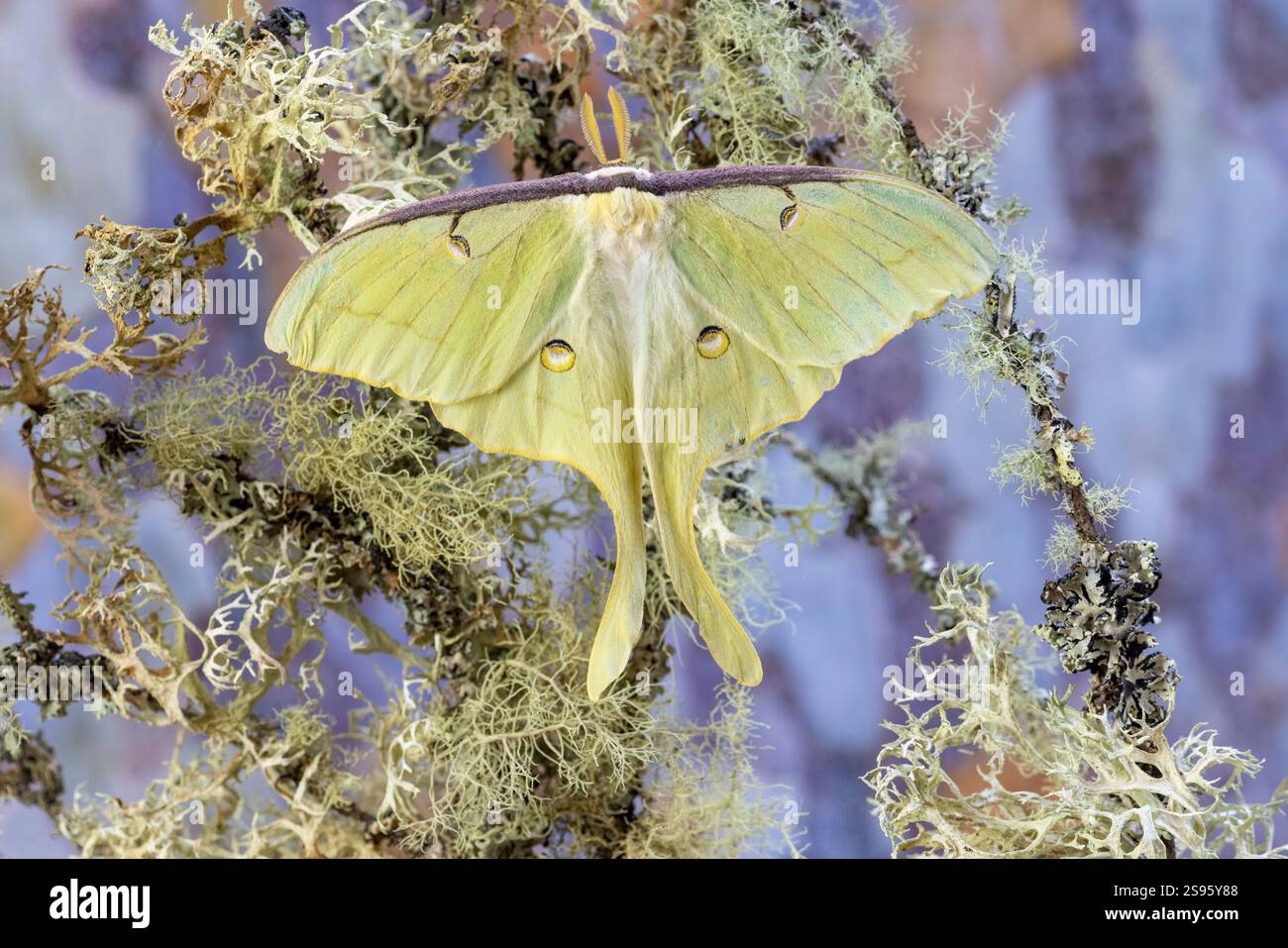USA, Washington State, Sammamish. Luna silk moth lime green with long ...