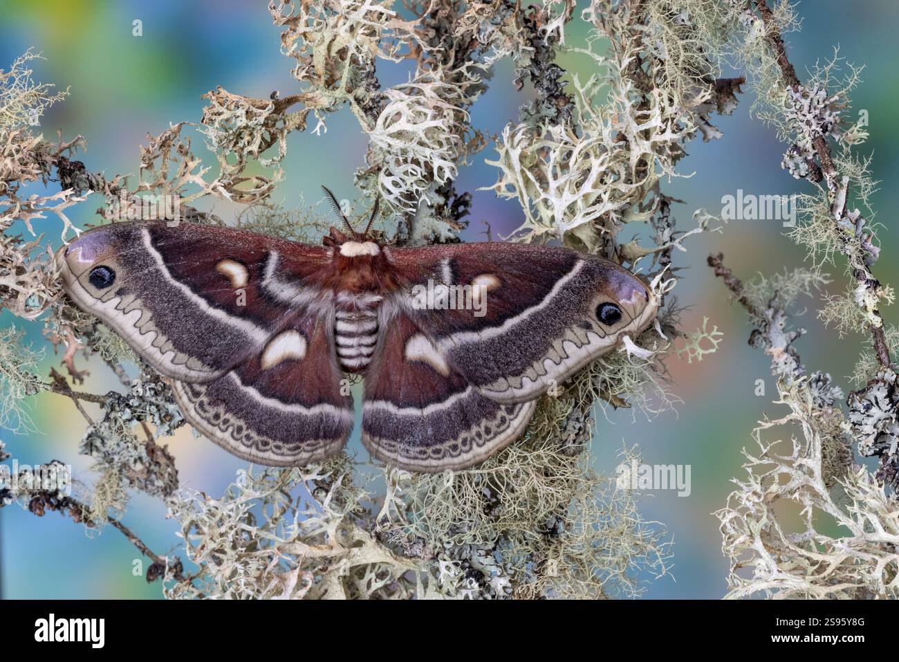 USA, Washington State, Sammamish. Silk moth, Hyalophora Columbia female ...
