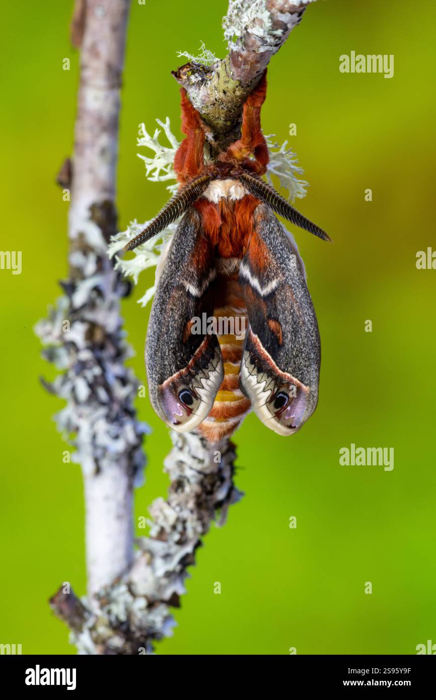 USA, Washington State, Sammamish. Red robin silk moth, Hyalophora ...