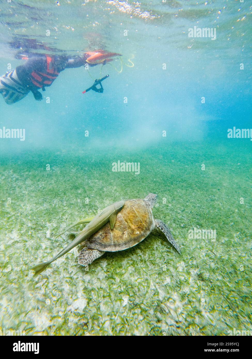 African American man snorkels above a green sea turtle with a green ...