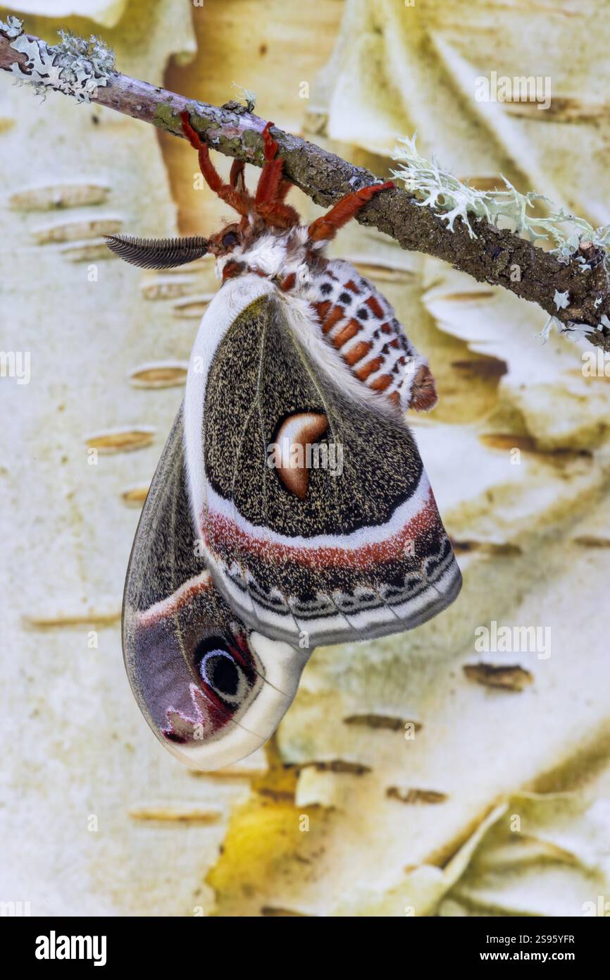 USA, Washington State, Sammamish. Red robin silk moth Stock Photo - Alamy