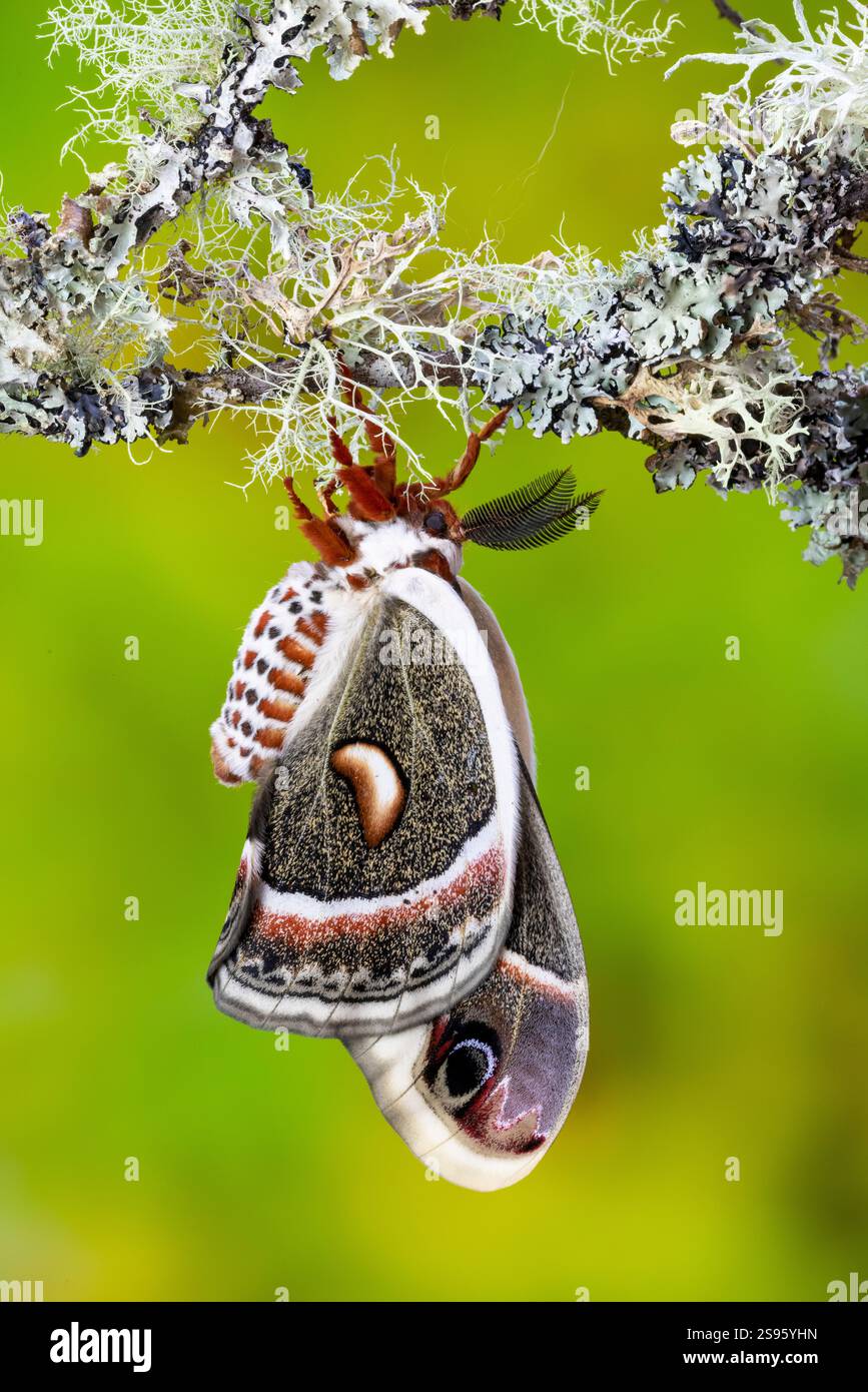 USA, Washington State, Sammamish. Red robin silk moth Stock Photo - Alamy