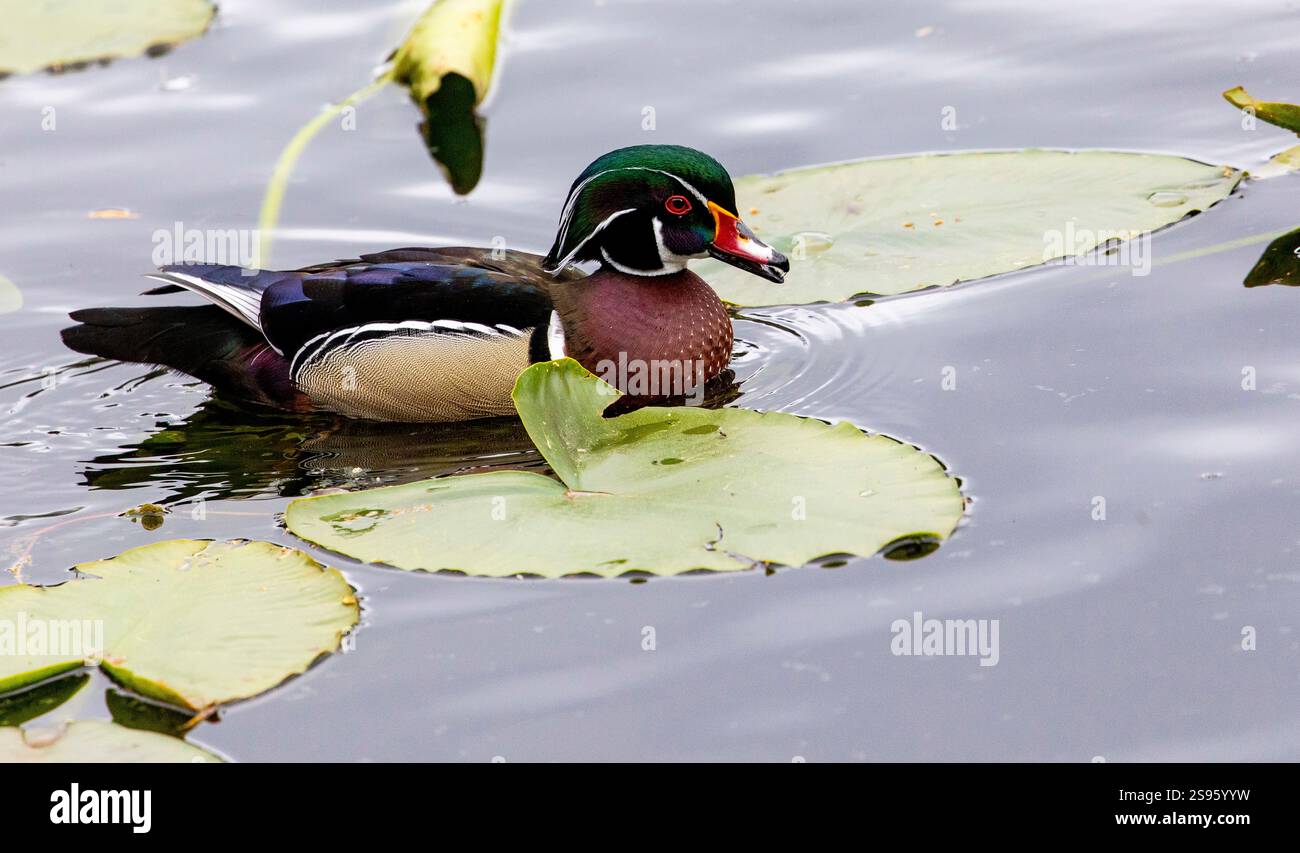 USA, Washington State, Sammamish. Wood duck drake swimming in Yellow ...