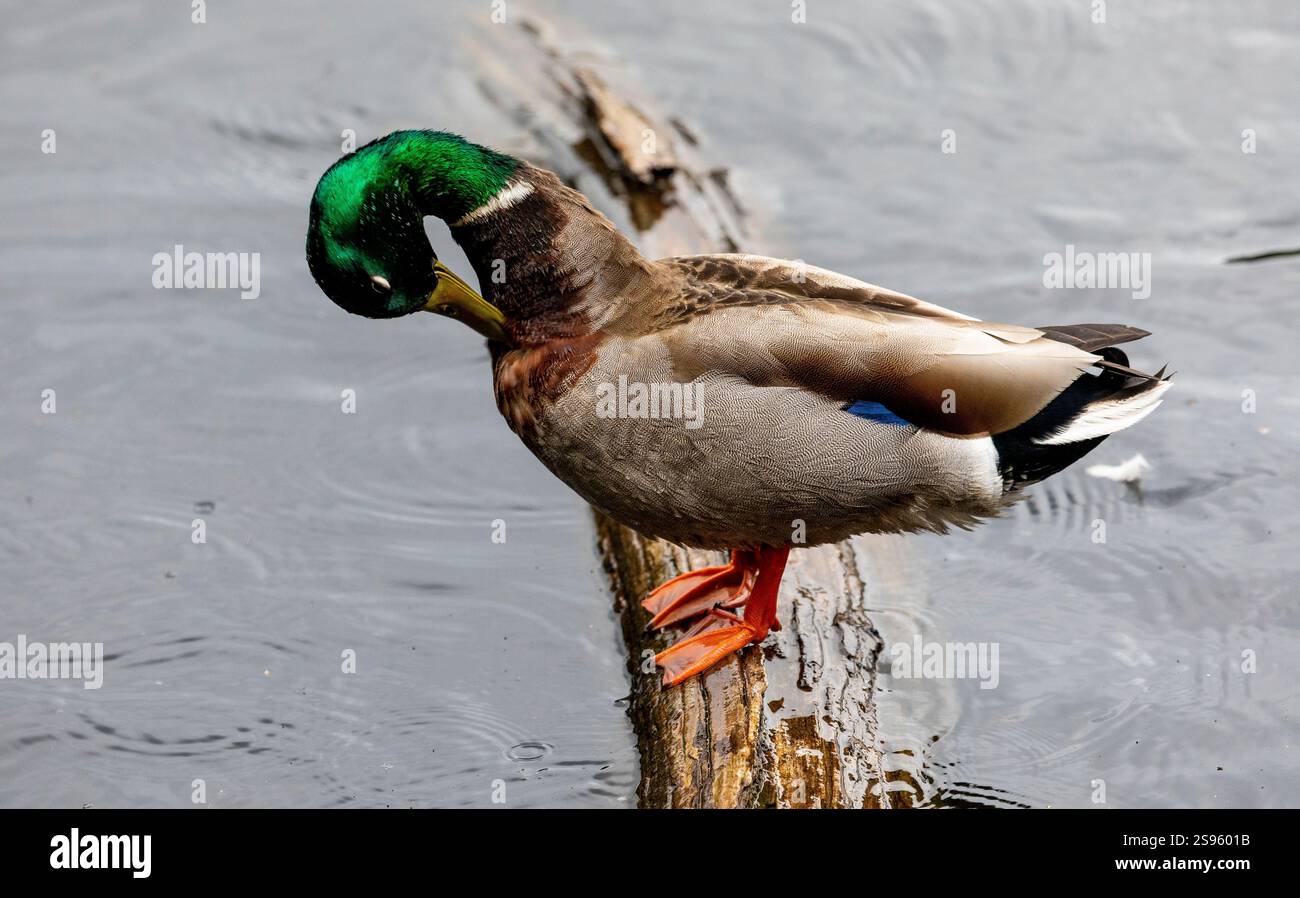 USA, Washington State, Sammamish. Mallard Drake preening on fallen log ...