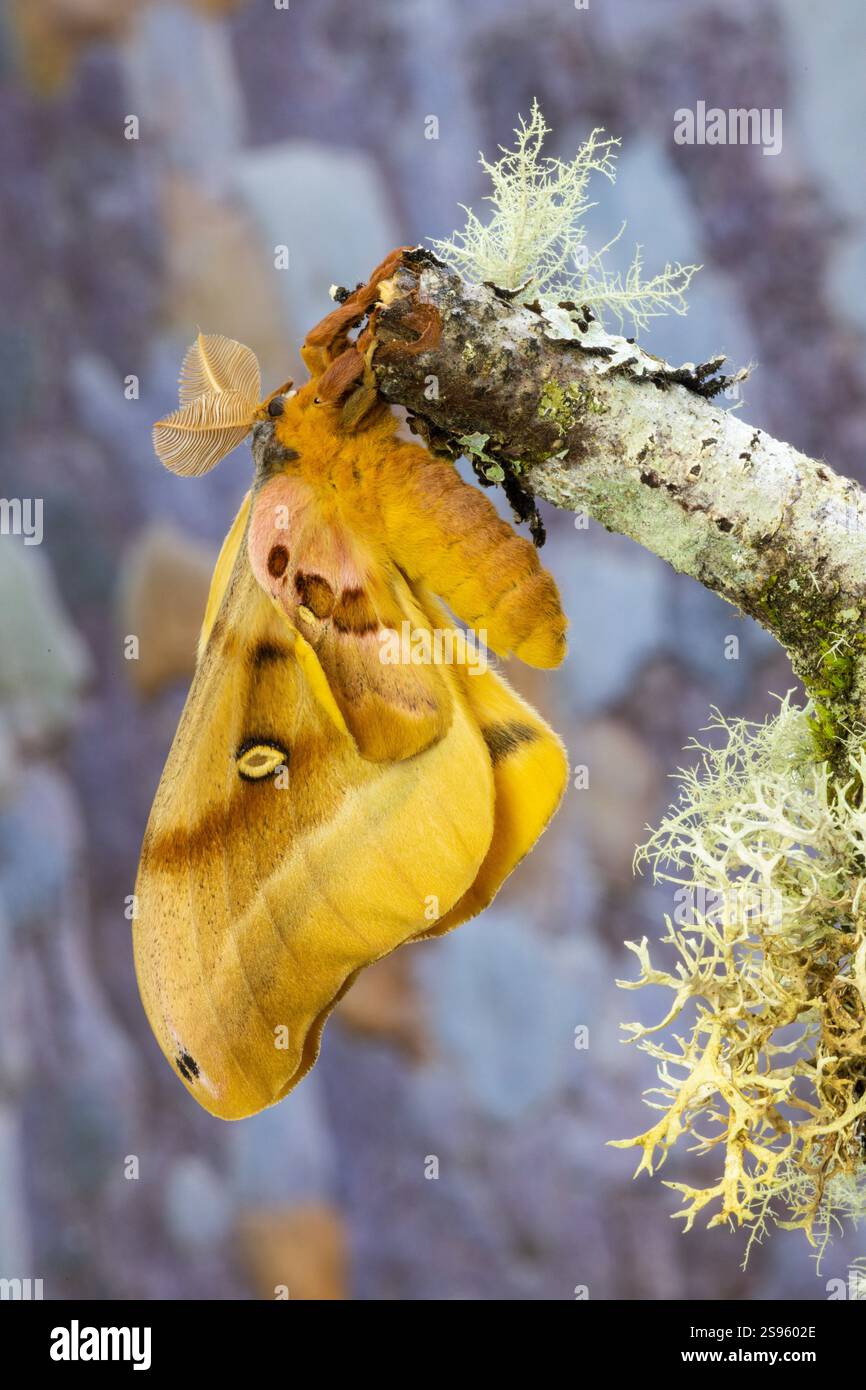 USA, Washington State, Sammamish. Male silk moth Antheraea polyphemus ...