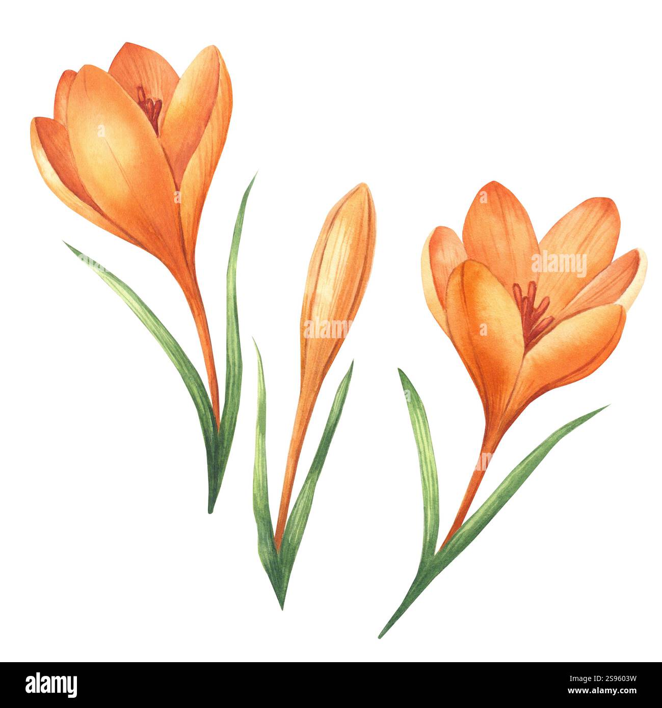Set of yellow crocuses. Watercolor illustration. Hand painted floral ...