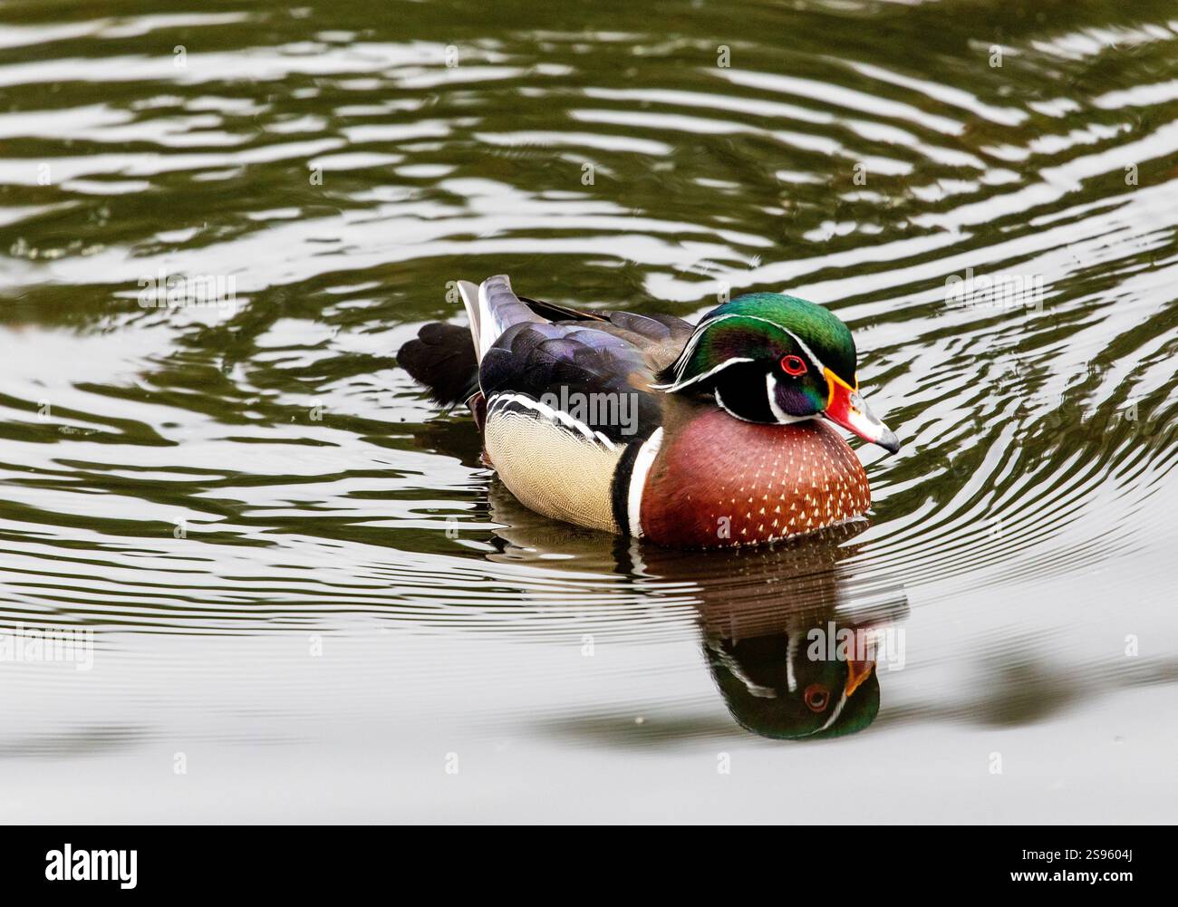 USA, Washington State, Sammamish. Wood duck drake swimming in Yellow ...