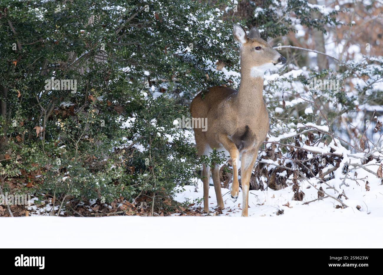 White-tailed deer doe in winter woods. New Jersey, USA Stock Photo - Alamy