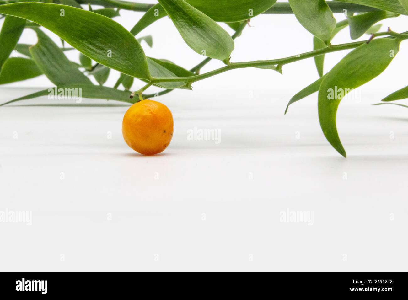 Italian ruscus danae racemosa with green leaves on white background ...