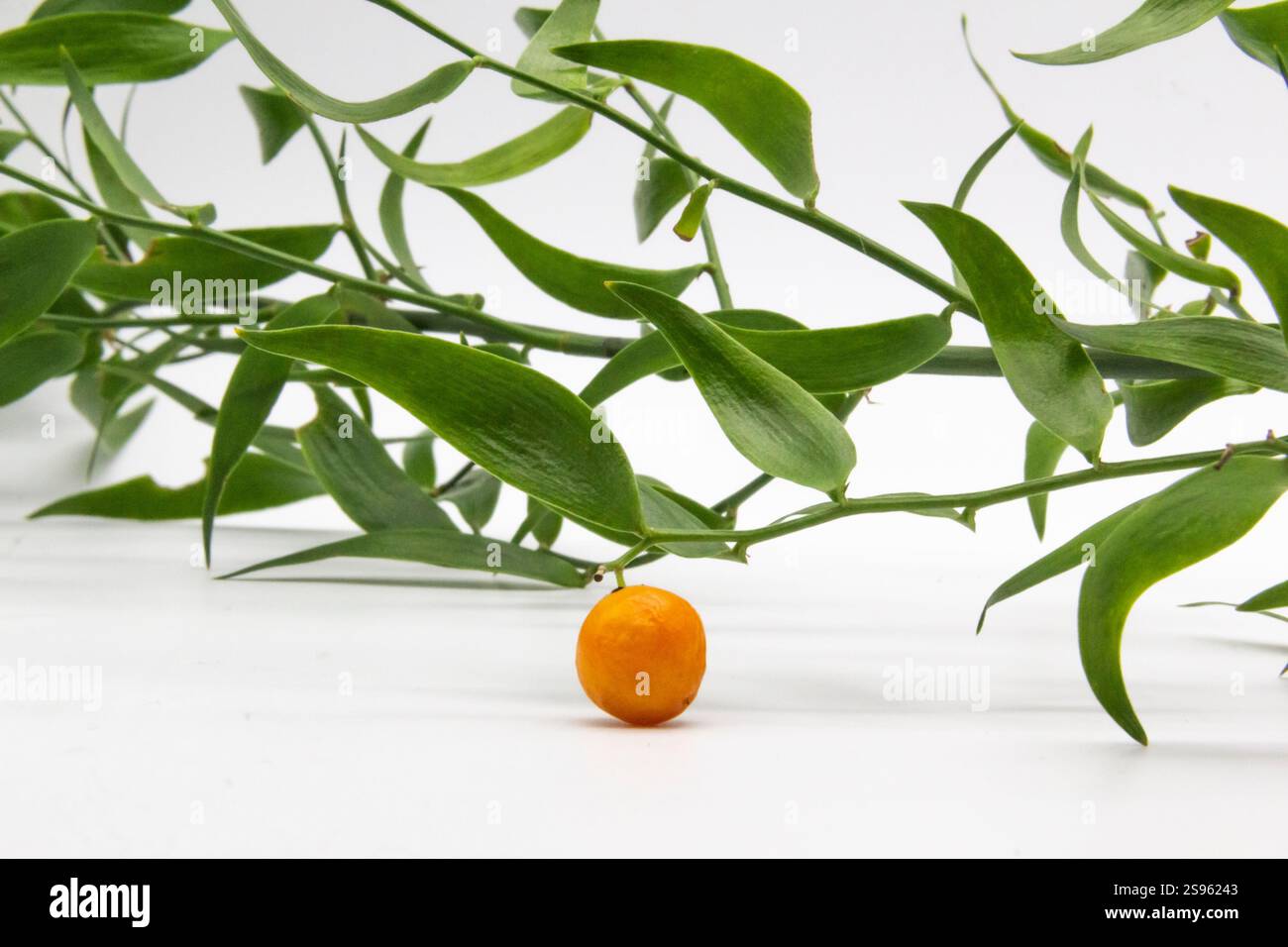Italian ruscus danae racemosa with green leaves on white background ...