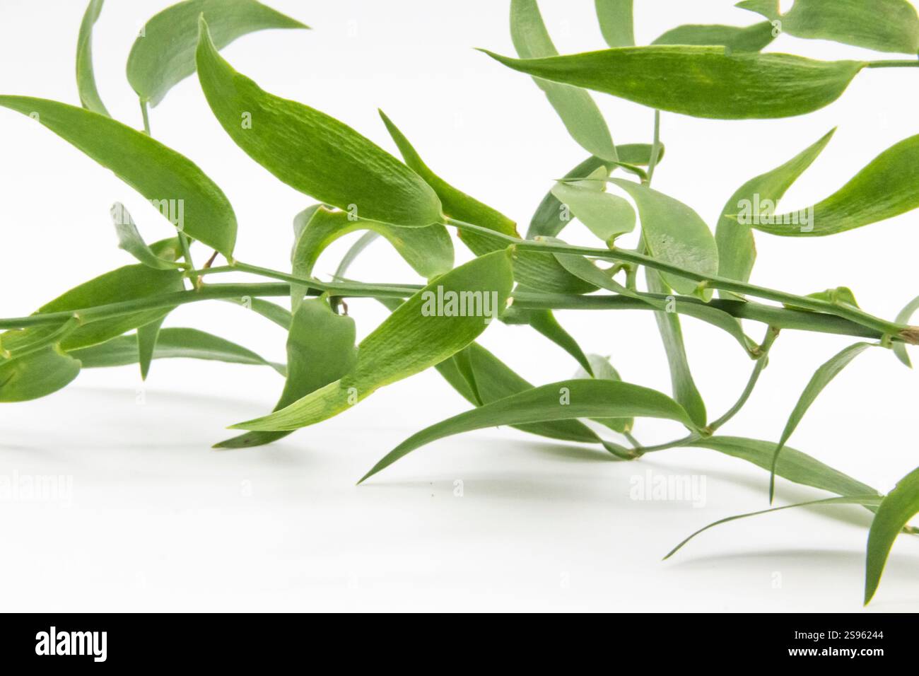 Italian ruscus danae racemosa with green leaves on white background ...