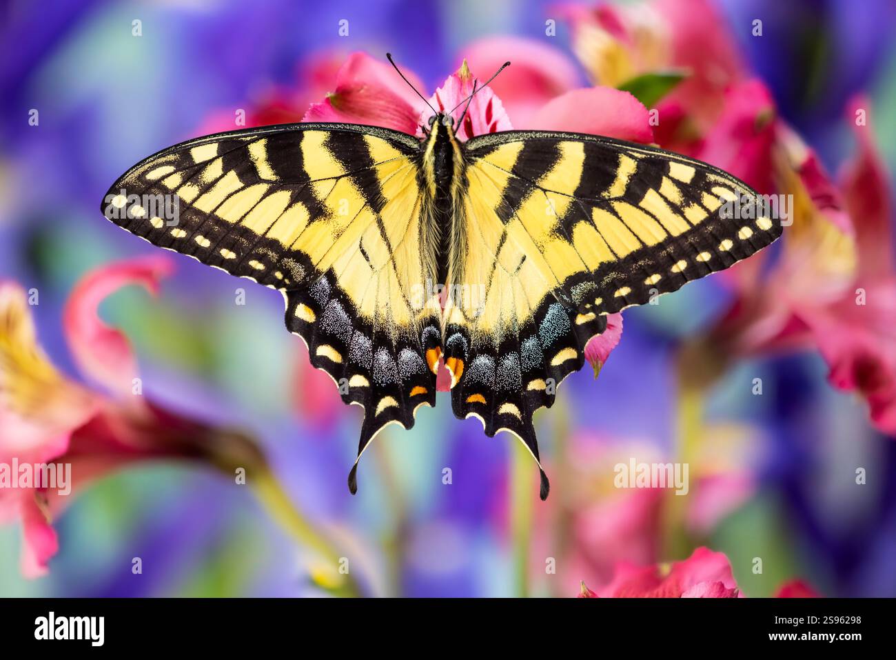 USA, Washington State, Sammamish. Female eastern tiger swallowtail ...
