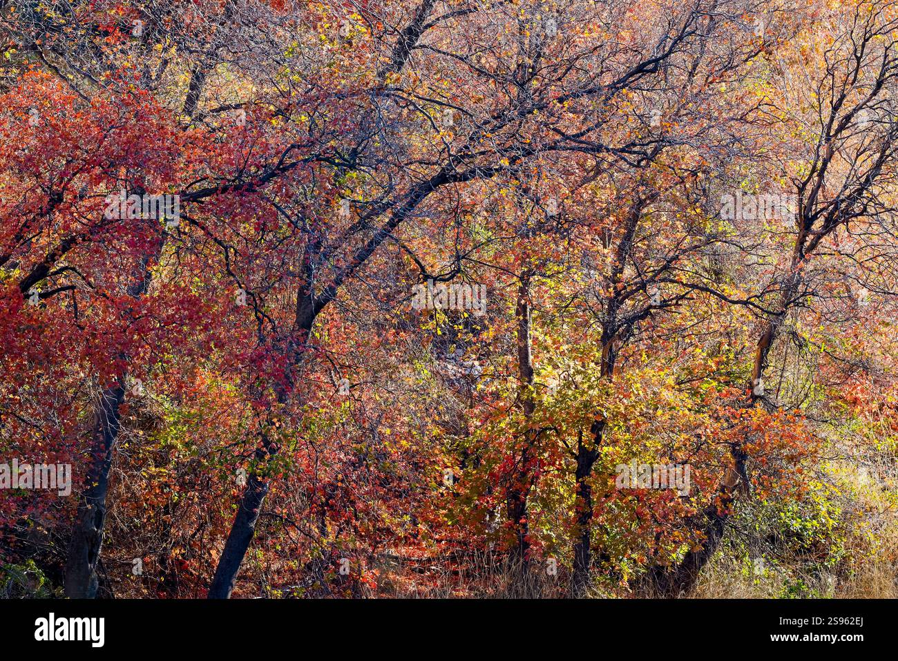 USA, Utah, Logan. Logan Pass Highway 89 and fall colored canyon maple ...
