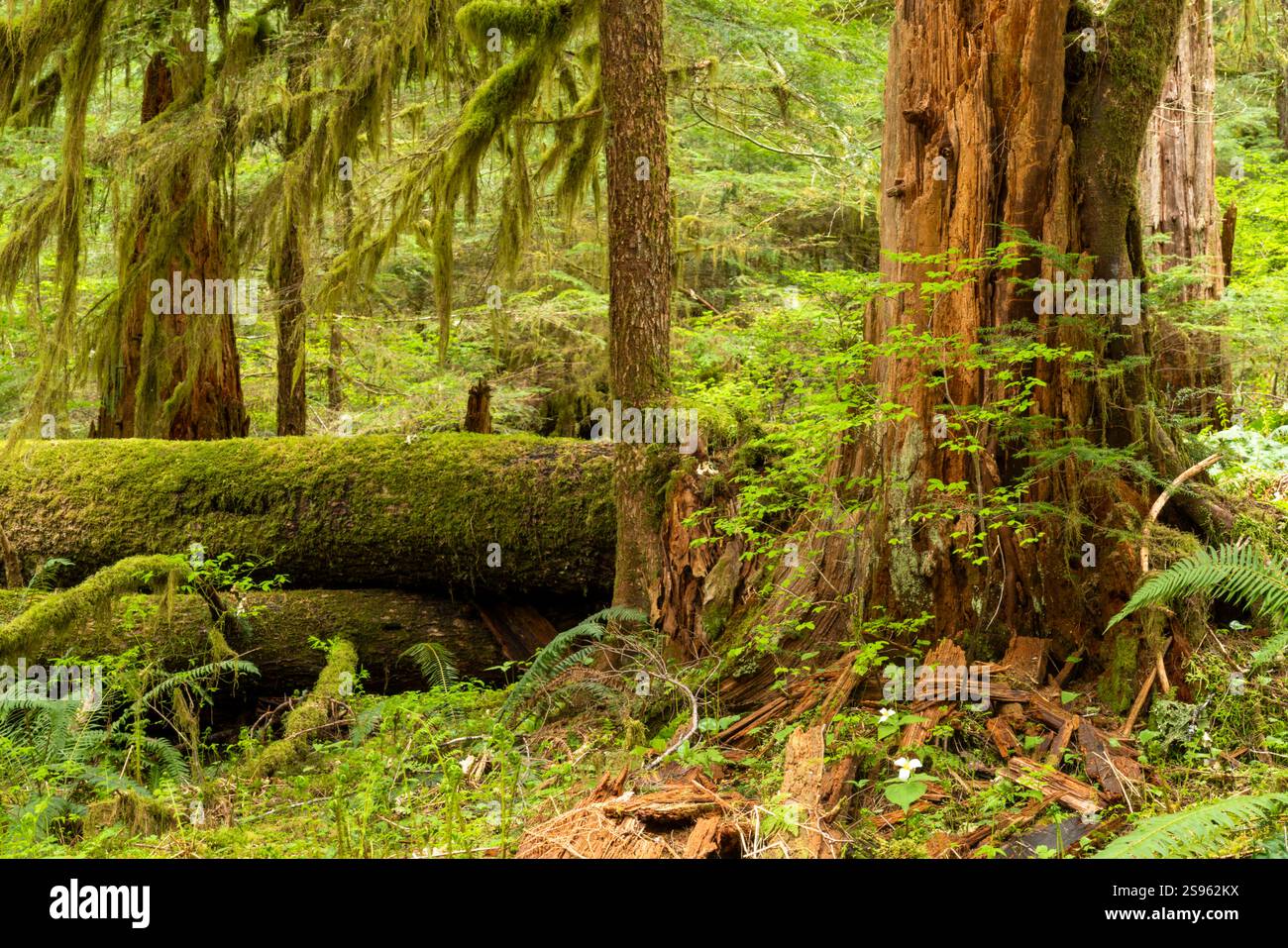 USA, Washington State, Olympic National Park. Ancient rotting trees ...