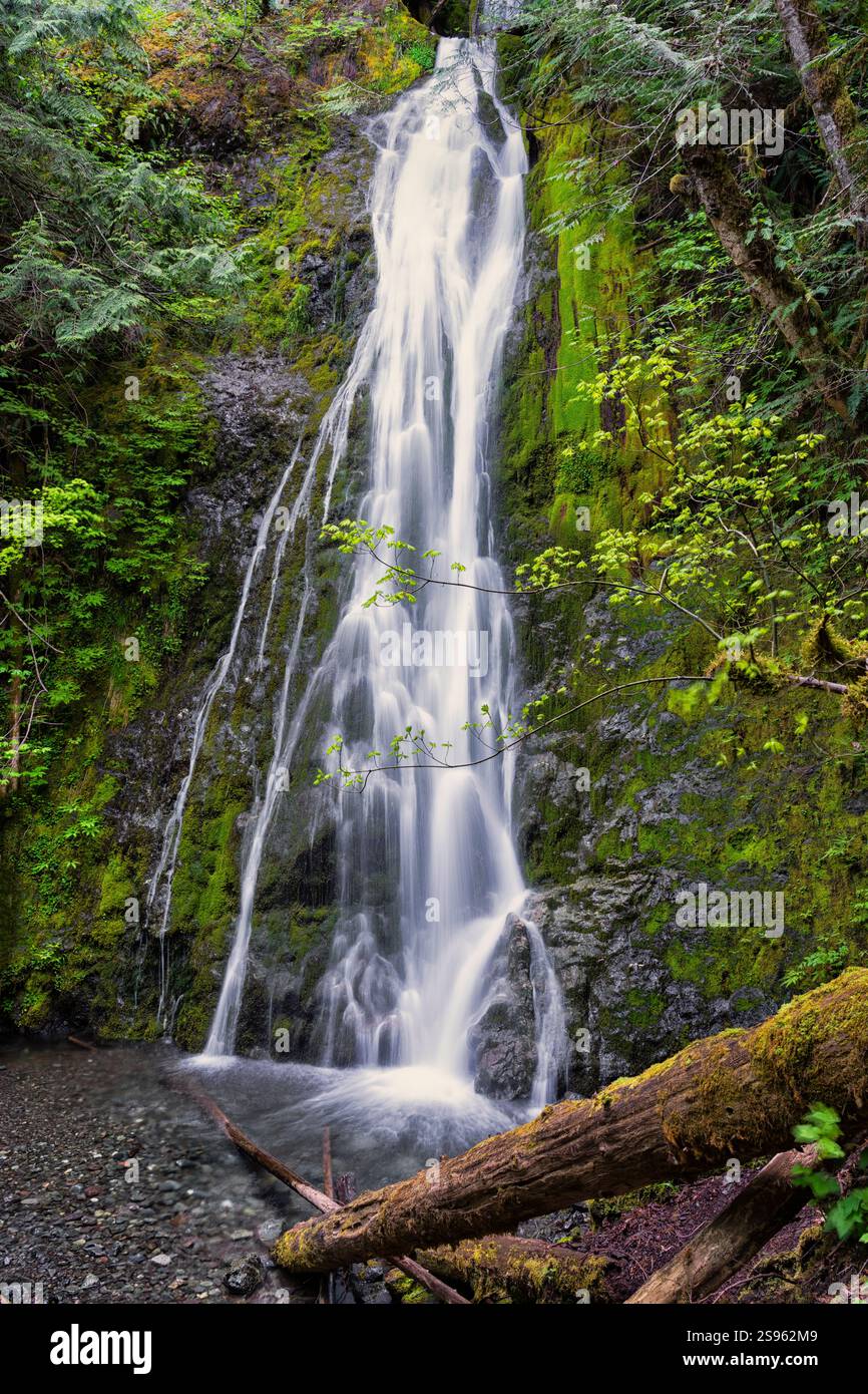 USA, Washington State, Olympic National Park, Marymere Falls. Marymere ...