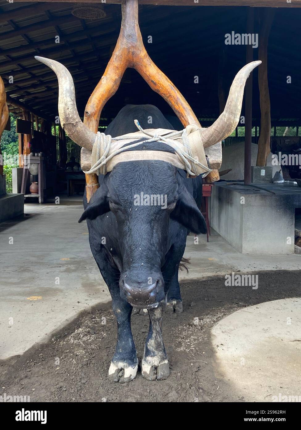 Bull in still life Stock Photo - Alamy
