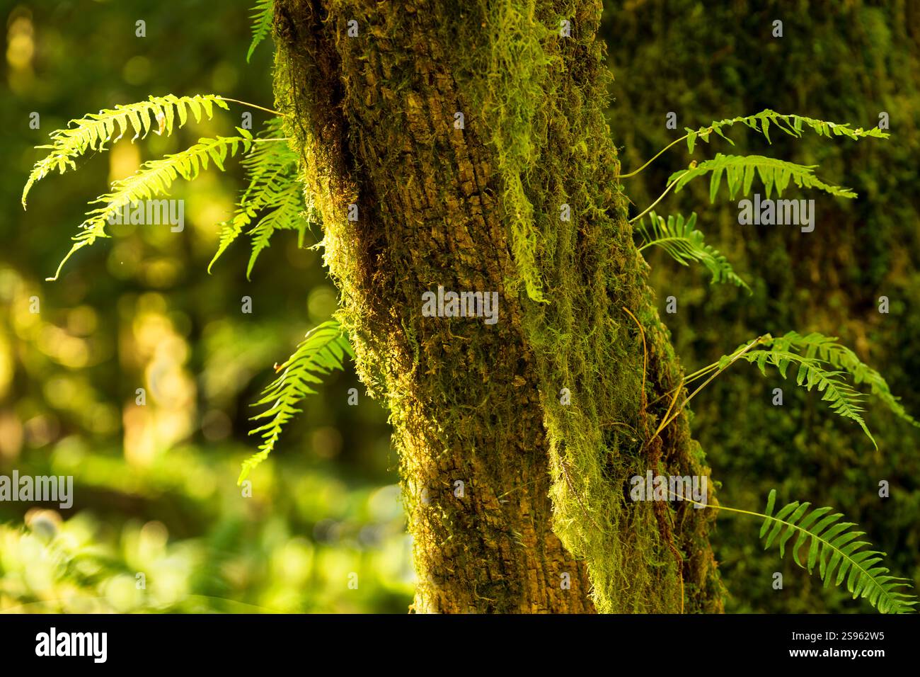 USA, Washington State, Olympic National Park. Licorice ferns grow out ...