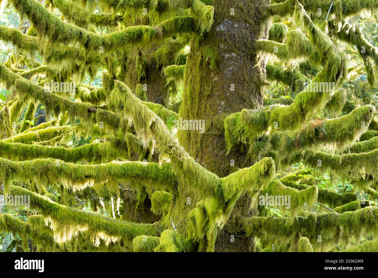 USA, Washington State, Olympic National Park. Dead branches of trees are covered in mosses and ...