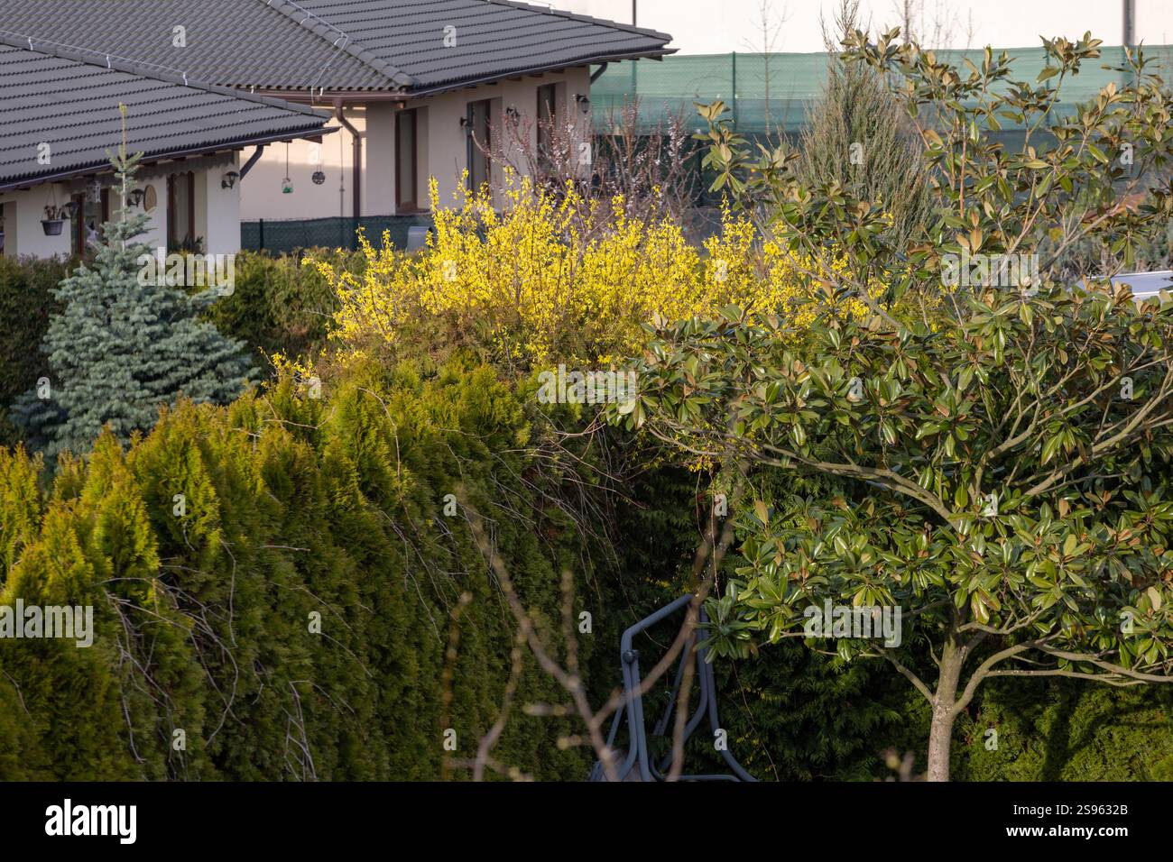 Lush garden with evergreen shrubs, a blooming yellow forsythia bush ...