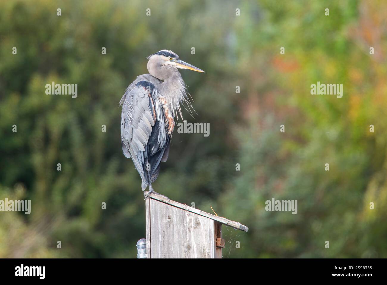 Union Bay Natural Area, Seattle, Washington State, USA. Great Blue ...