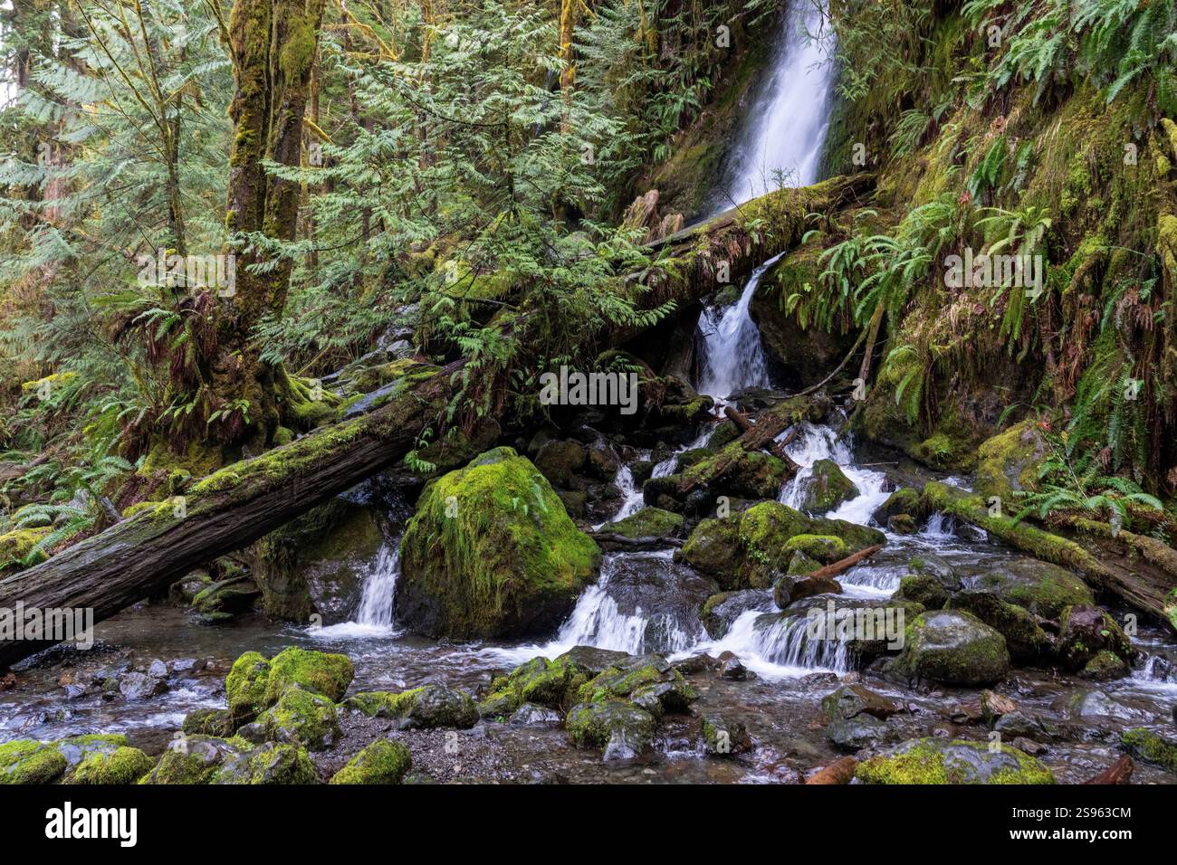 Quinault, Washington State, USA. Merriman Falls in the Quinault ...