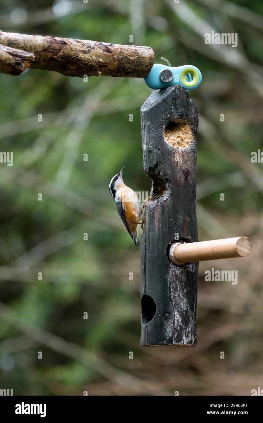 Issaquah, Washington State, USA. Red-breasted Nuthatch eating from a ...