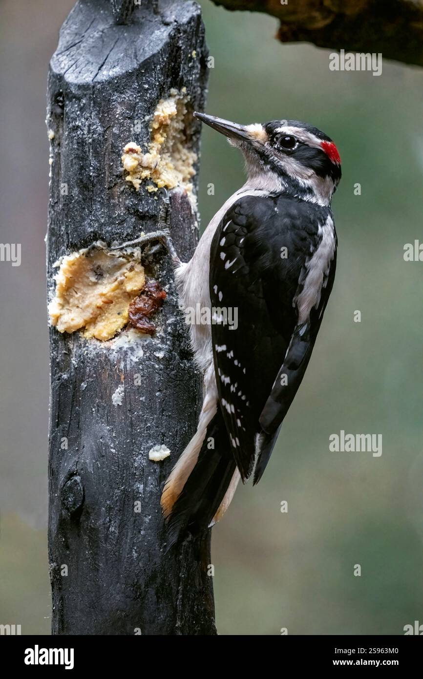 Issaquah, Washington State, USA. Male Hairy Woodpecker eating at a log ...