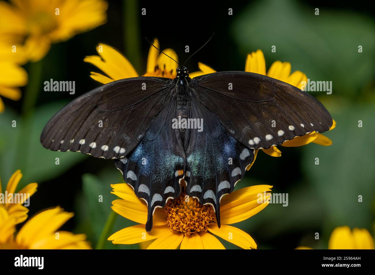 Seattle, Washington State, USA. Spicebush Swallowtail butterfly on ...