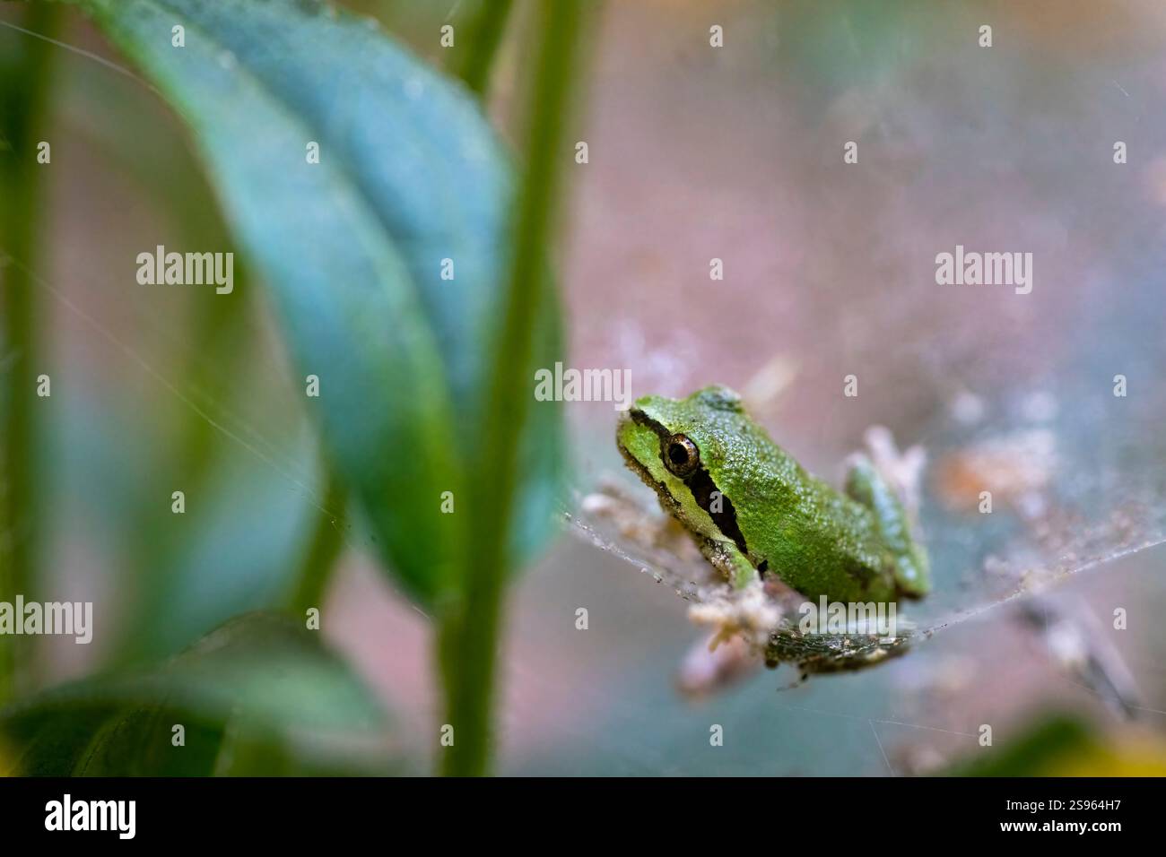 Issaquah, Washington State, USA. Pacific Tree Frog caught in a spider ...
