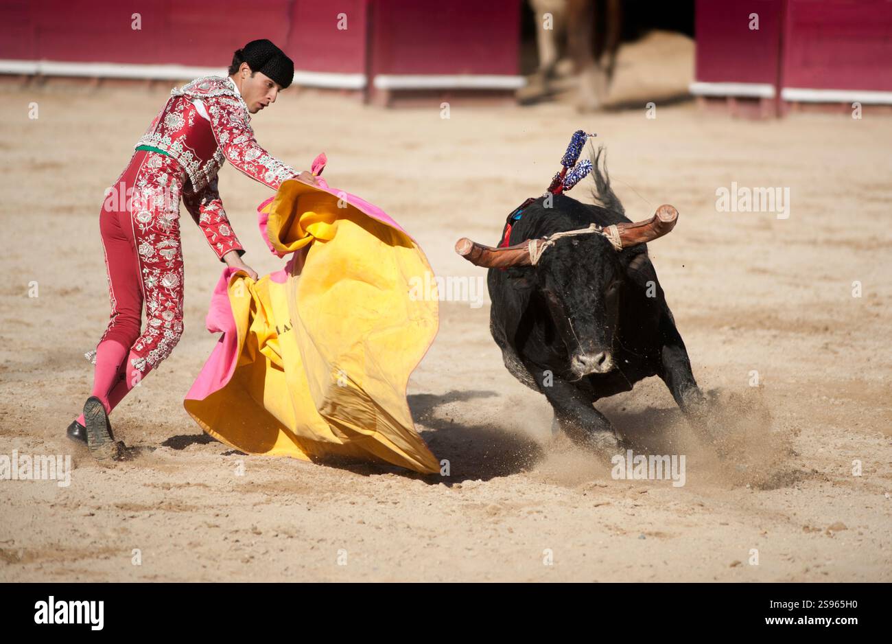 Matdor taunts the bull and tires him out before the group of forcado ...
