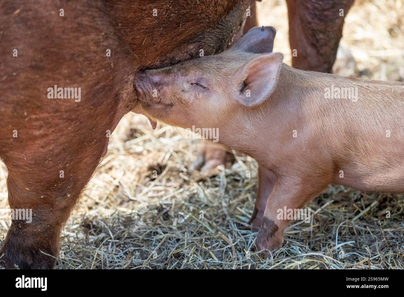 Chimacum, Washington State, USA. Tamworth pig sow and piglet nursing ...