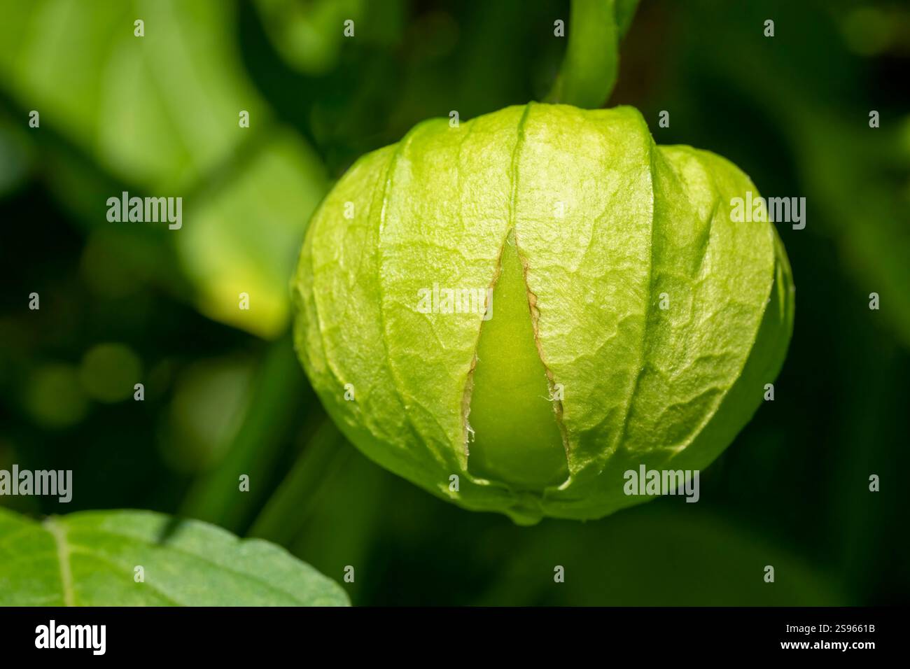 Issaquah, Washington State, USA. Ripe tomatillo bursting out of the ...
