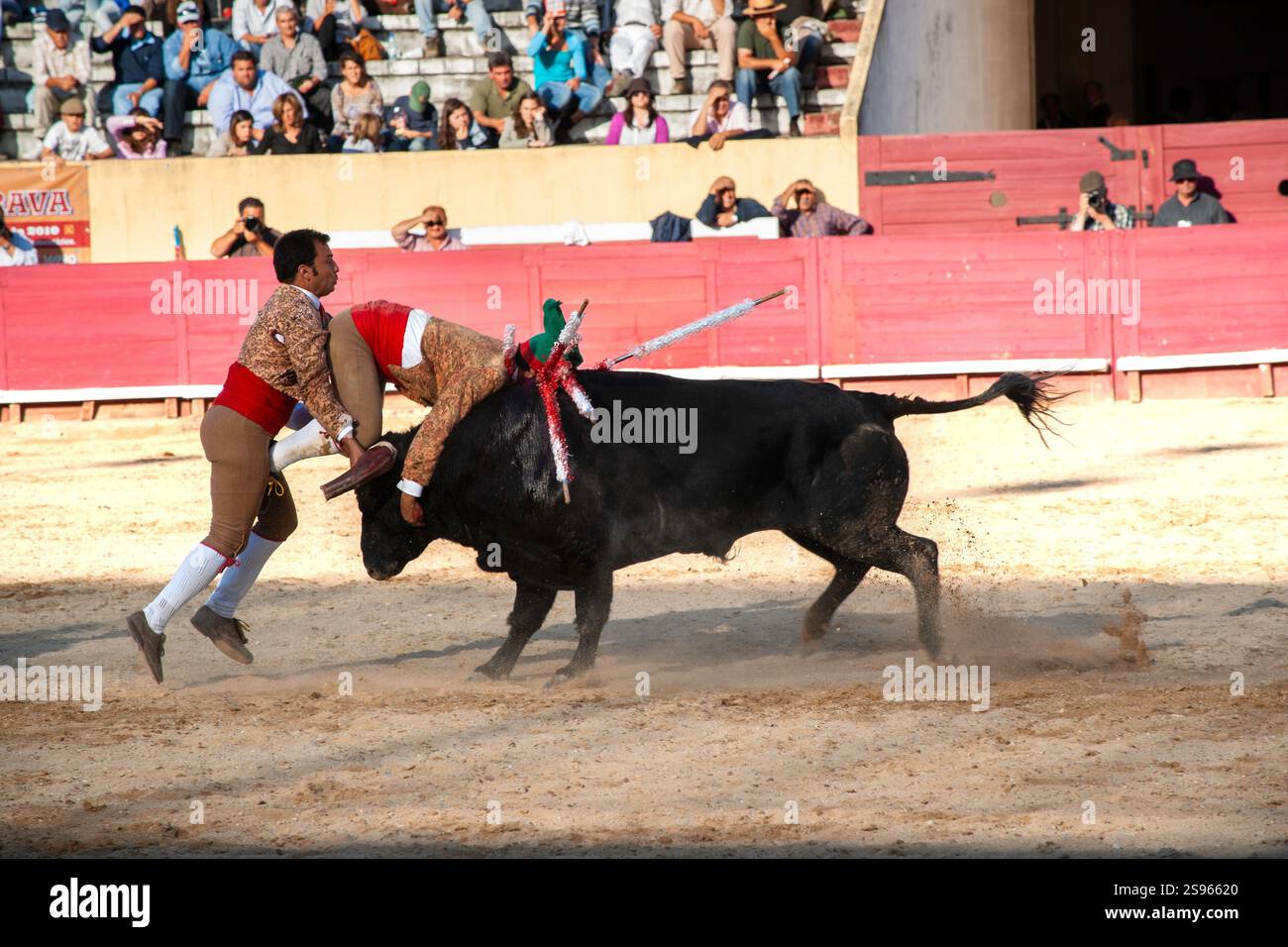 Forcado approaches the bull and jumps onto the horns to ride it ...