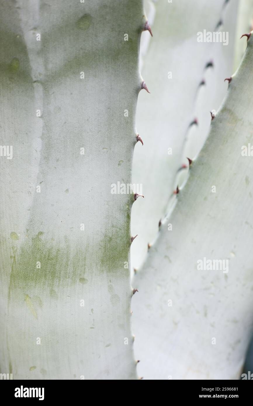 Close -up agave attenuata, Fox Tail Agave Plant.Textured agave leaves ...