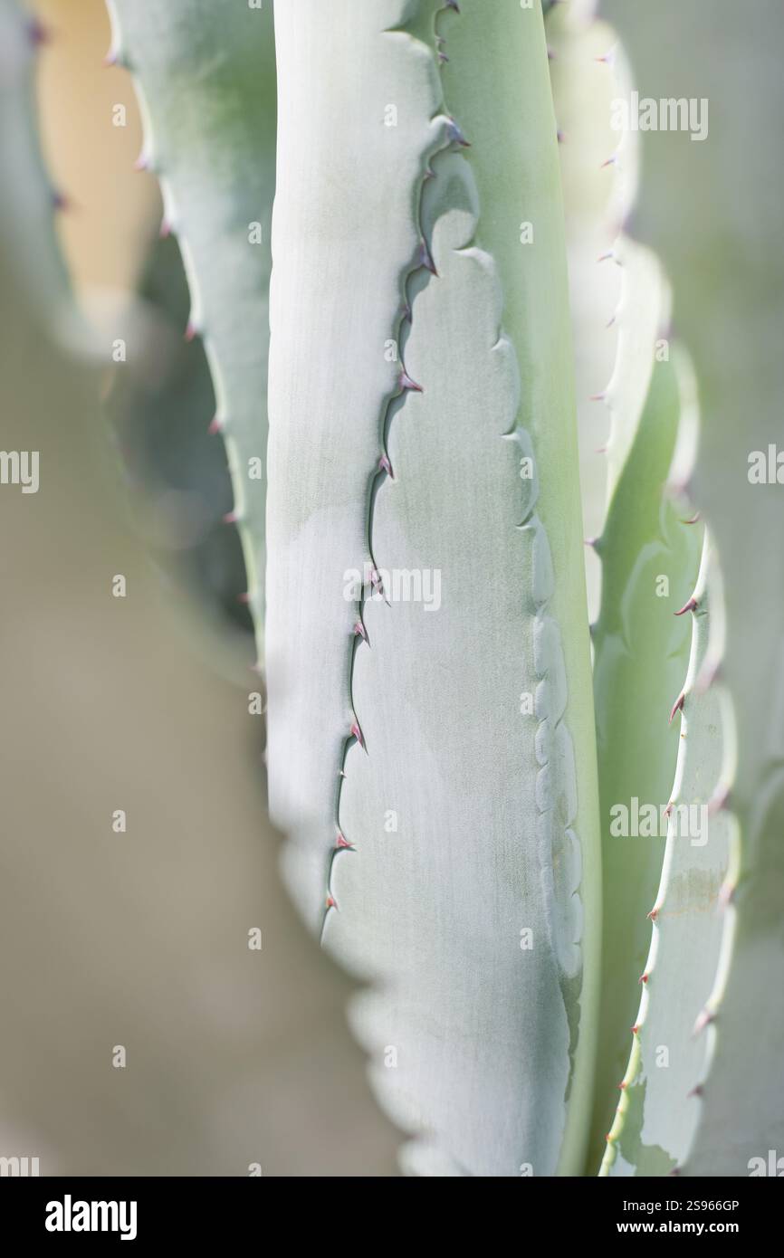 Close -up agave attenuata, Fox Tail Agave Plant.Textured agave leaves ...