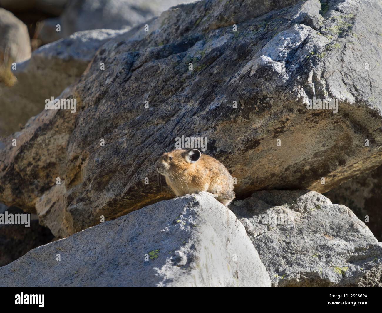 Washington State, Mount Rainier National Park. American pika watching ...