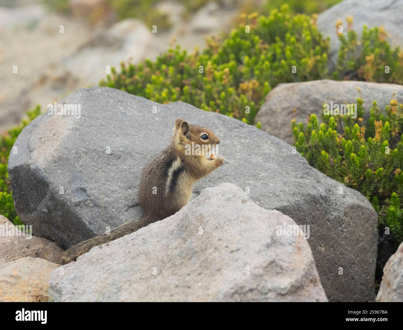 Washington State, Mount Rainier National Park. Golden mantled ground ...