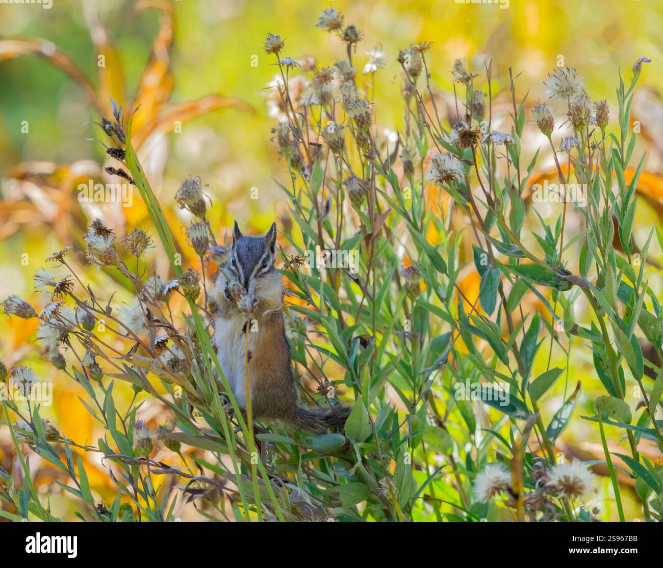 Washington State, Mount Rainier National Park. Townsend's chipmunk ...