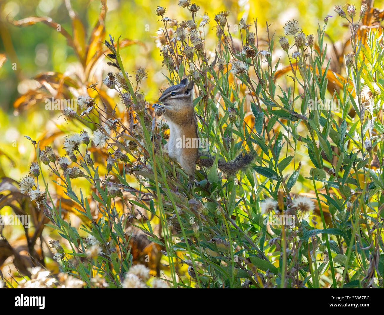 Washington State, Mount Rainier National Park. Townsend's chipmunk ...