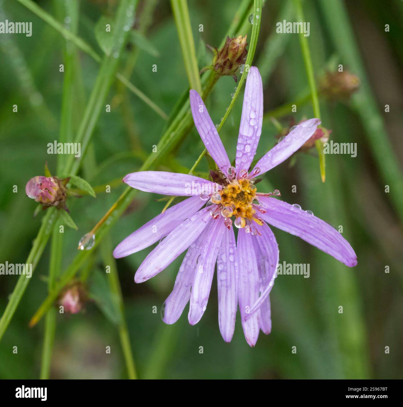 Washington State, Mount Rainier National Park. Dew drop covered ...