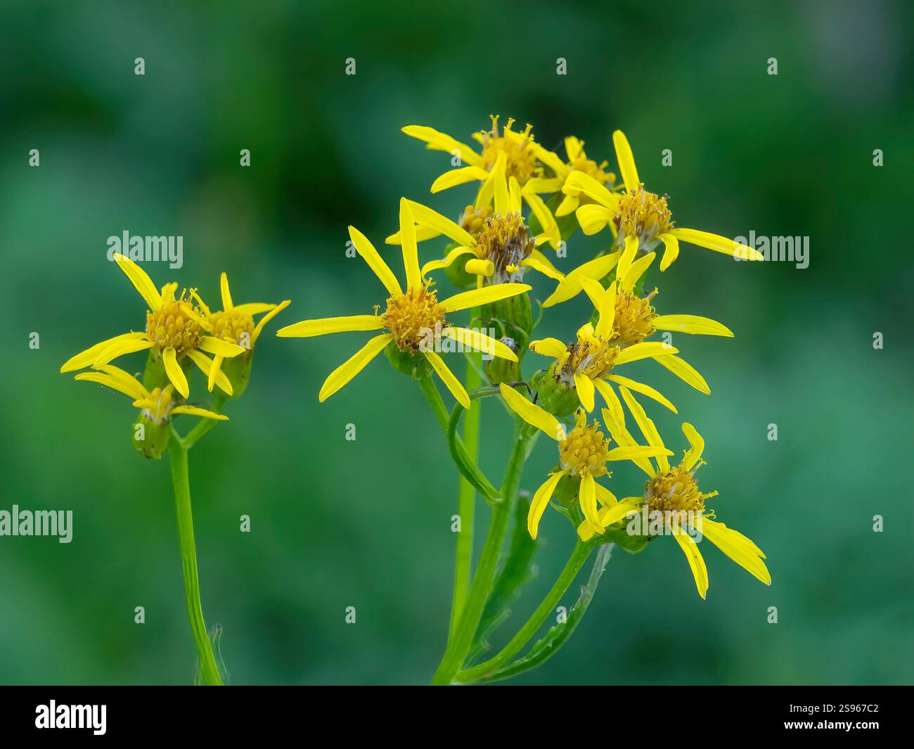 Washington State, Mount Rainier National Park. Arrow-leaved groundsel ...