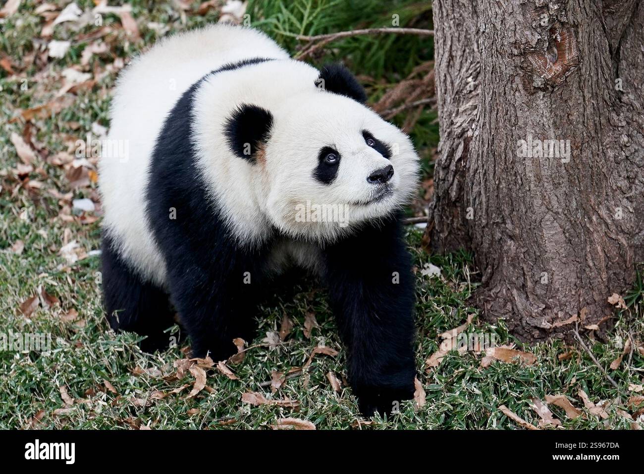 Giant panda Qing Bao paces in her enclosure at the National Zoo on ...