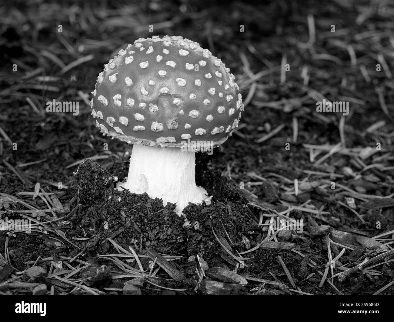 Autumn fly agaric amanita Black and White Stock Photos & Images - Alamy