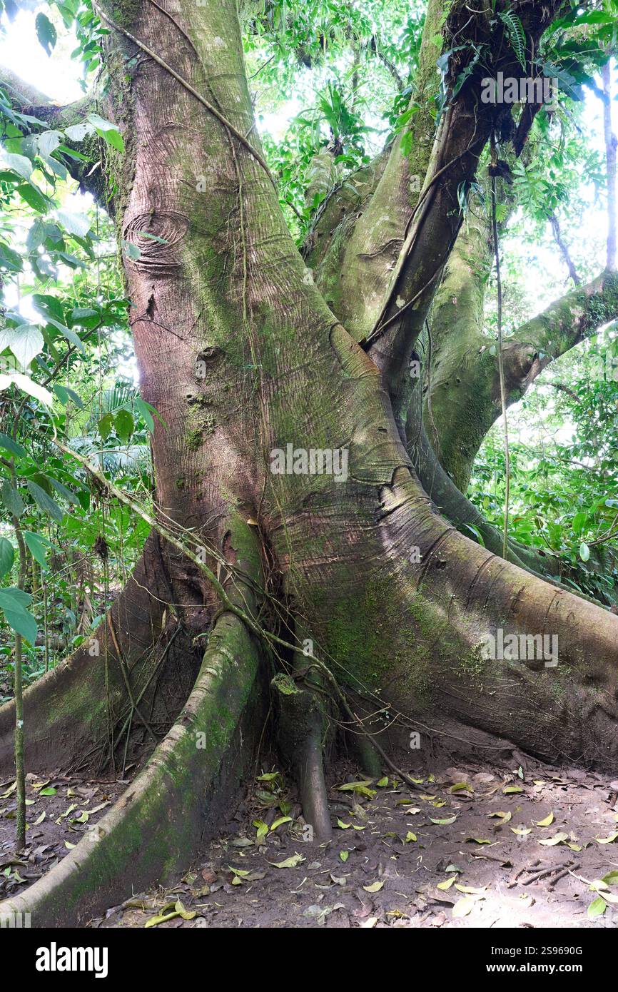 La Fortuna, Costa Rica - November 20, 2024 - walk around the Arenal ...