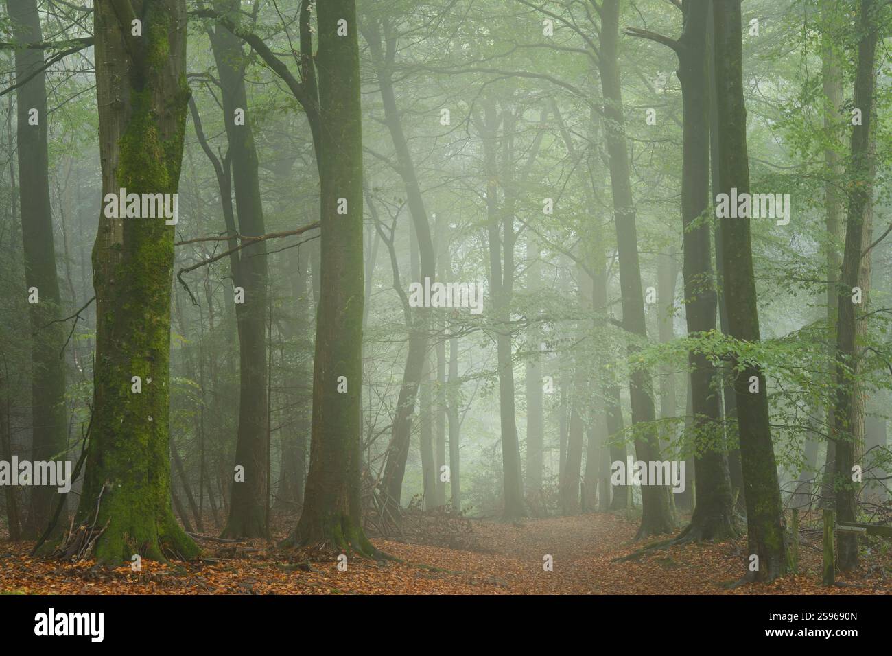 Atmospheric woodland trees in hi-res stock photography and images - Alamy