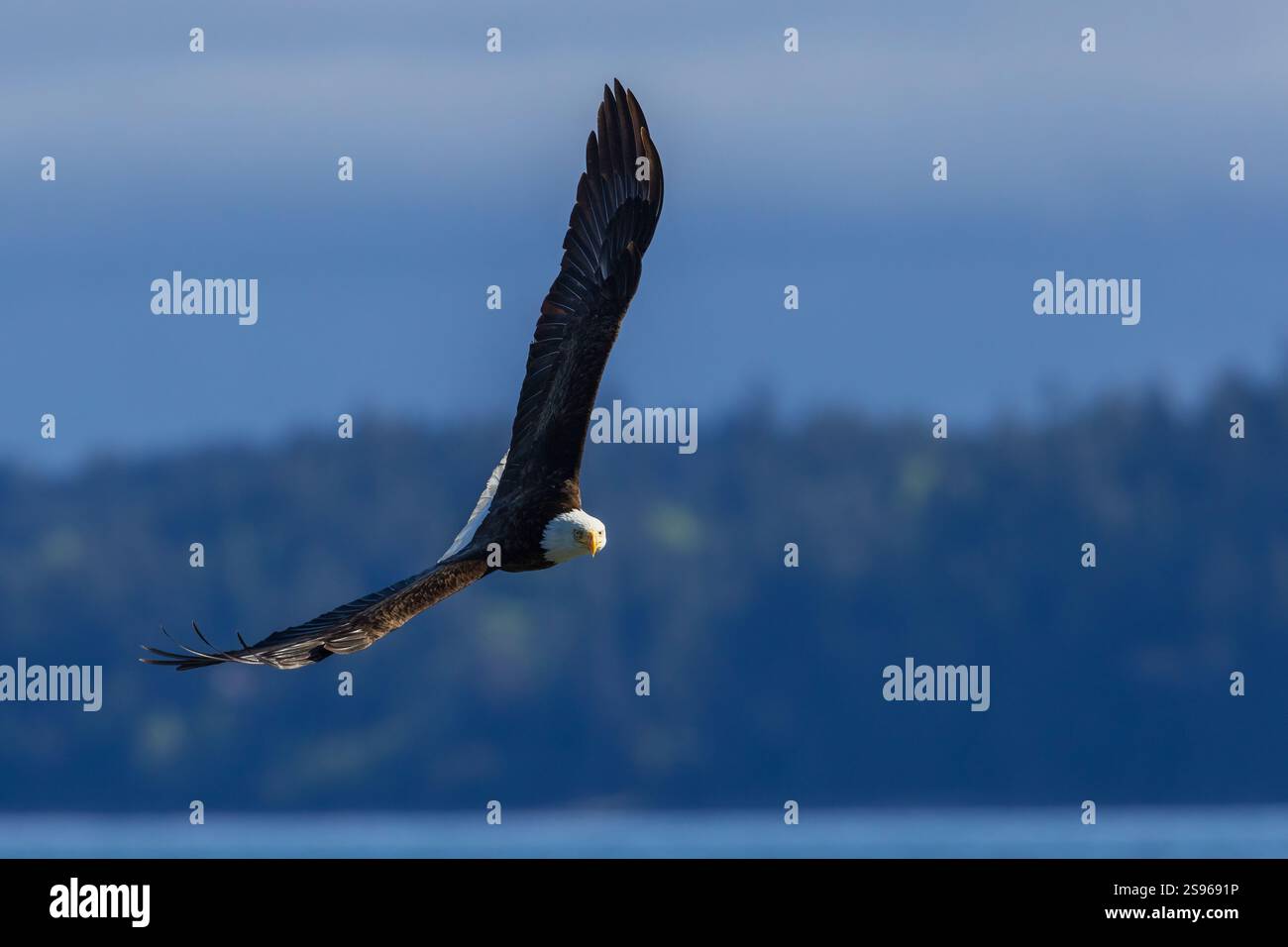 American bald eagle going in for a meal Washington State, USA Stock ...
