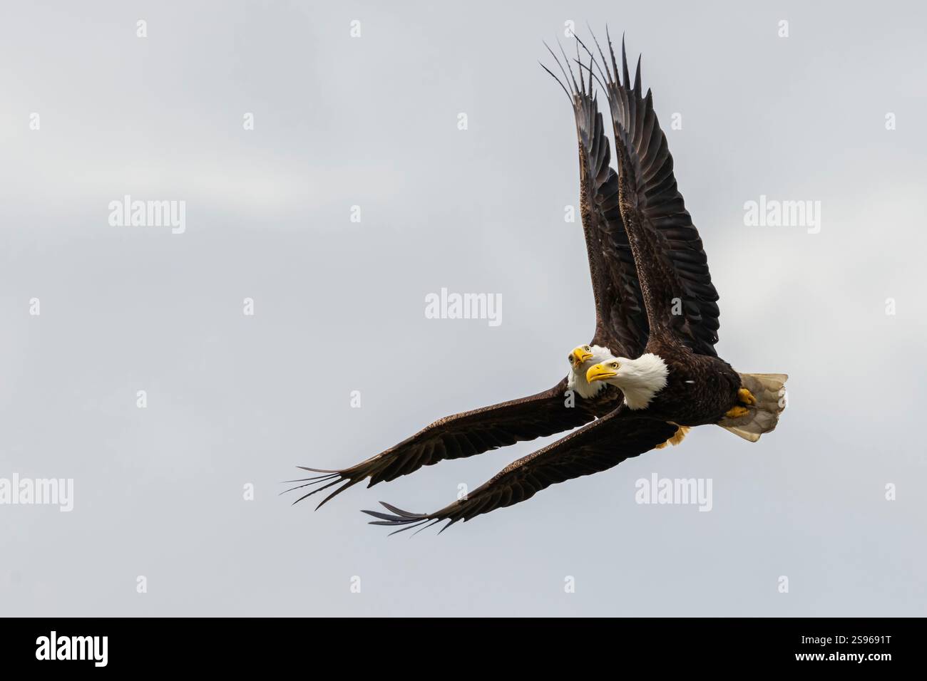 Bald eagle pair flying, Washington State, USA Stock Photo - Alamy