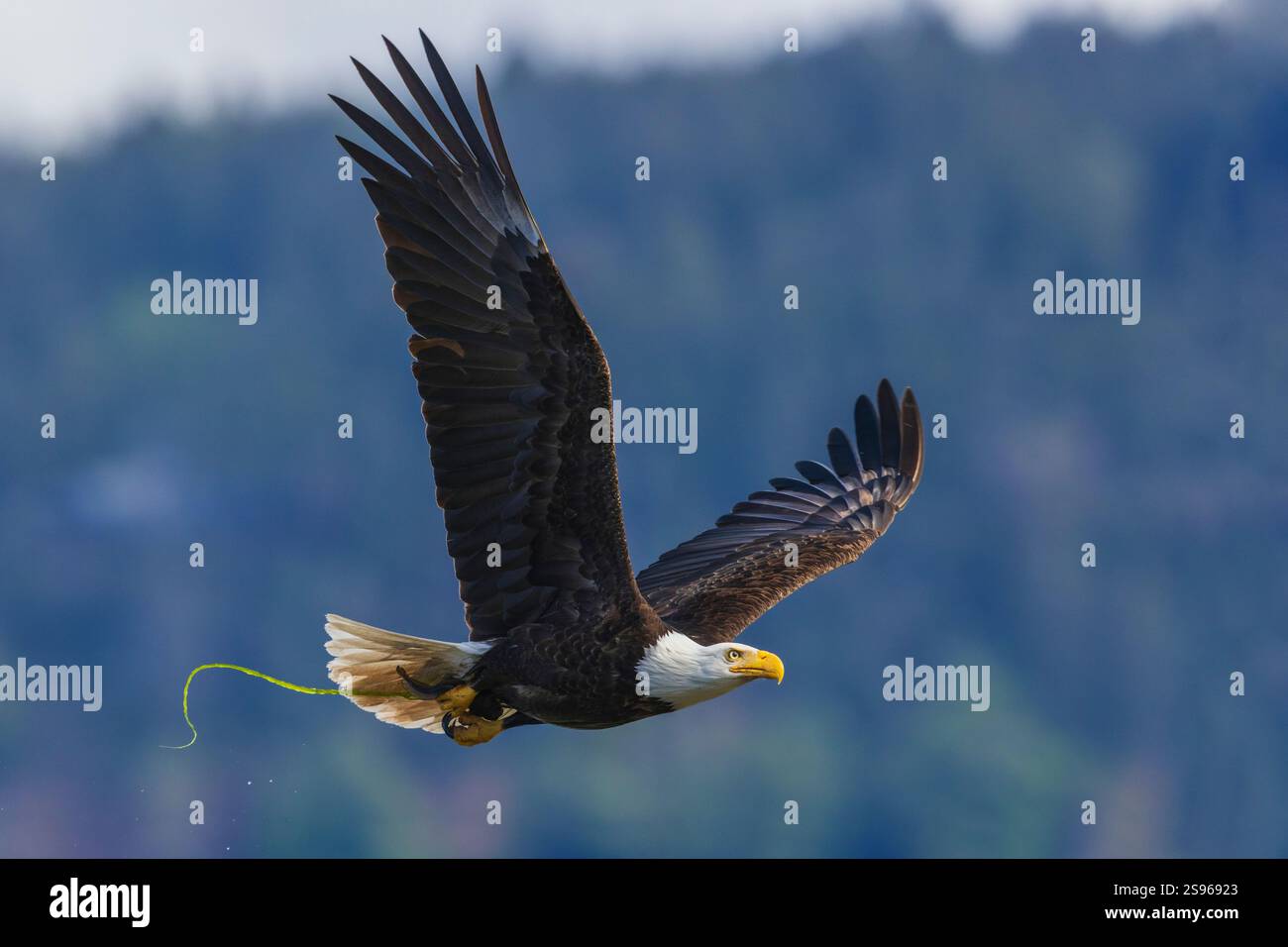 Bald eagle with a freshly caught meal, Washington State, USA Stock ...