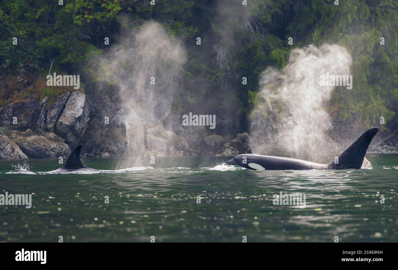 Orca whales surfacing while cruising around the San Juan Islands ...